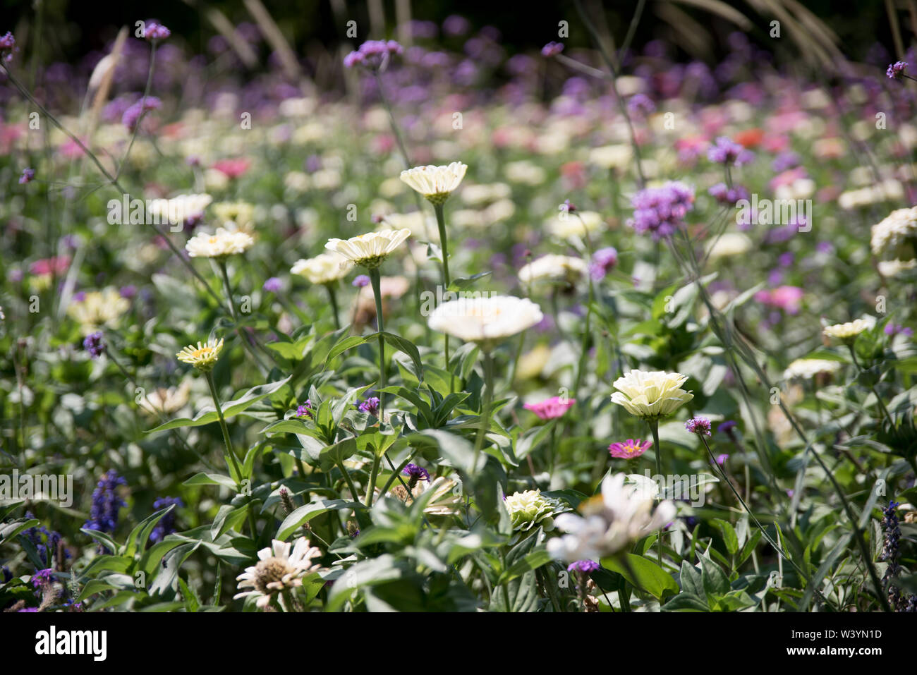 Beautiful meadow with wildflowers in a park Stock Photo - Alamy