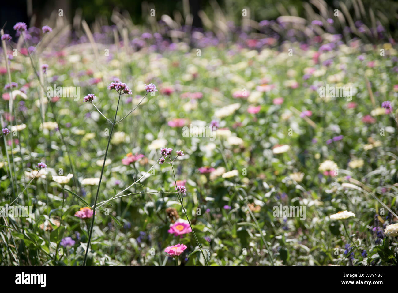 Beautiful meadow with wildflowers in a park Stock Photo - Alamy