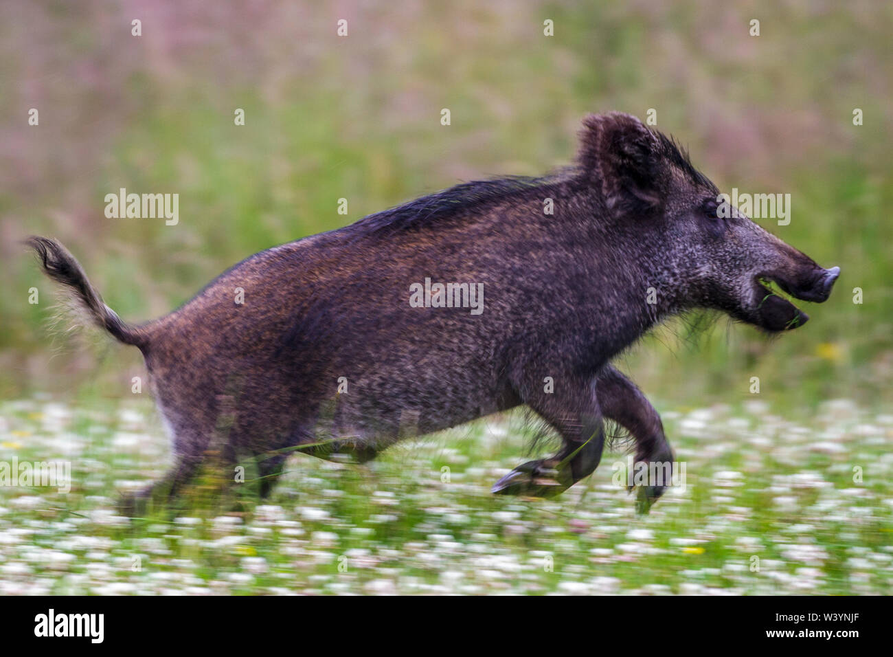 wild boar, Wildschwein (Sus scrofa Stock Photo - Alamy
