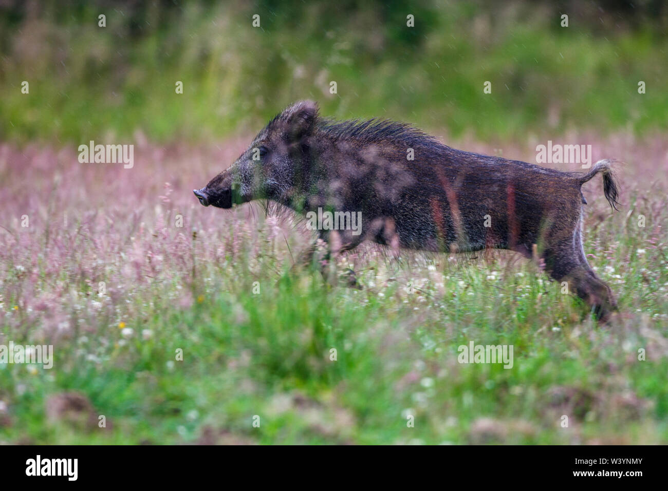 Wild boar wildsau hi-res stock photography and images - Alamy