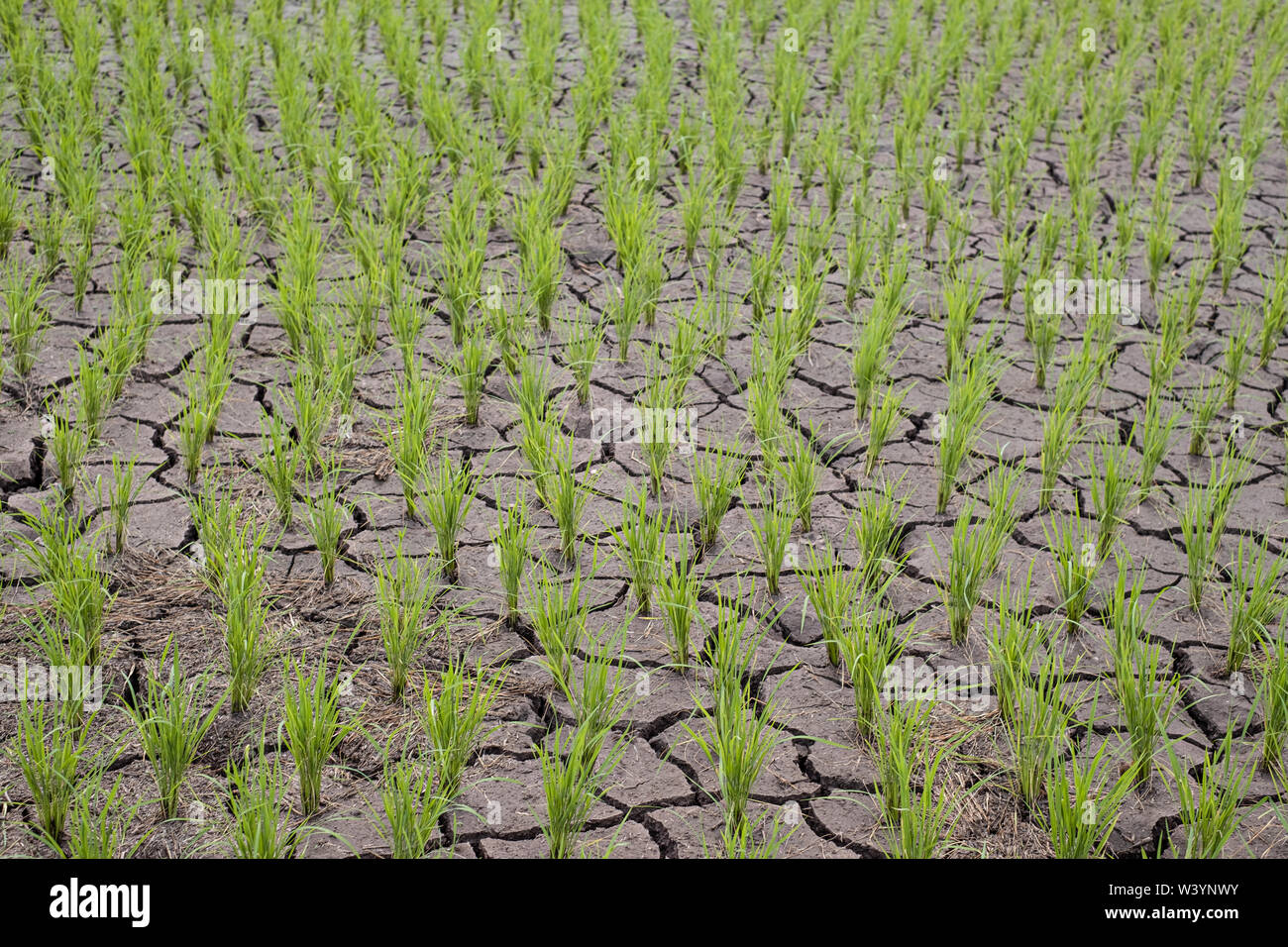 Dry Rice Field Soil High Resolution Stock Photography and Images - Alamy