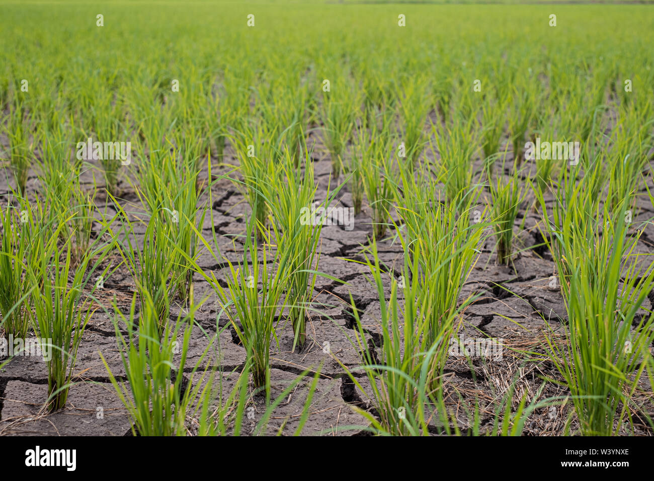 Rice seedlings in a paddy field growing racked and dry soil in arid ...