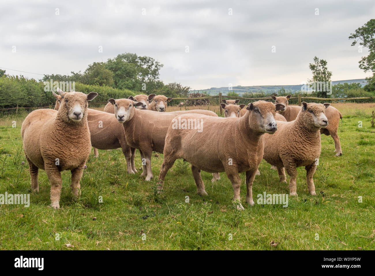 Ryeland sheep hi-res stock photography and images - Alamy