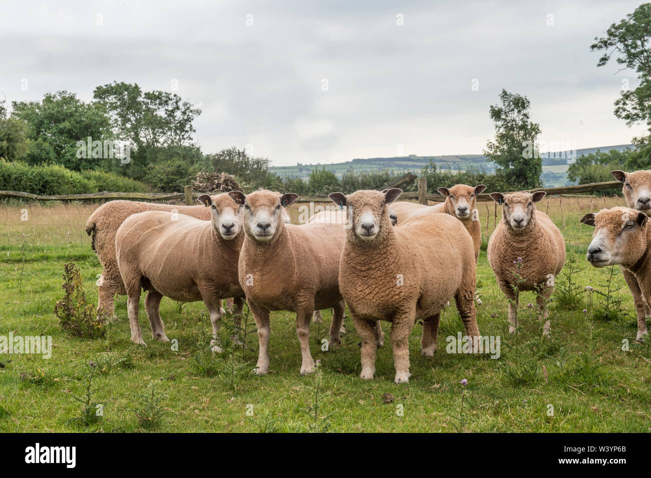 Ryeland sheep hi-res stock photography and images - Alamy