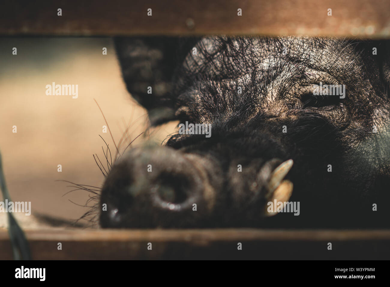 Close-up of hungry curious pig looks at the camera behind a fence on a ...
