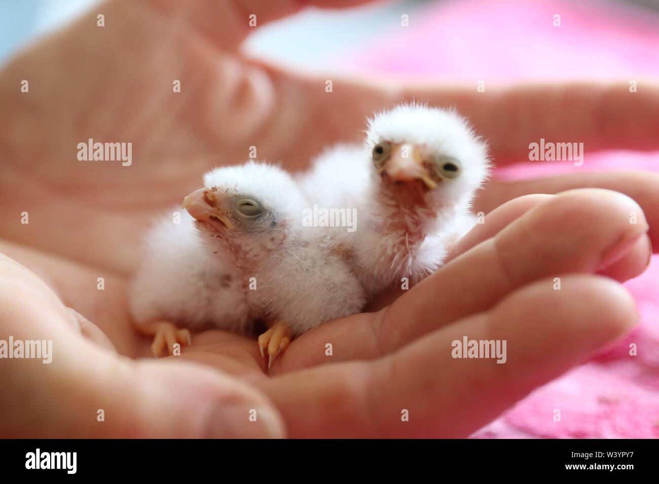 African Pygmy Falcon Baby