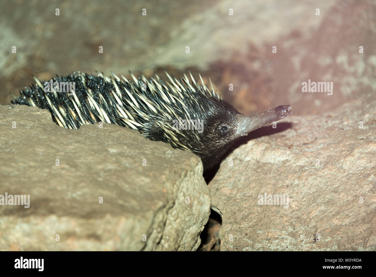 Short-Beaked Echidna (Tachyglossus aculeatus Stock Photo - Alamy