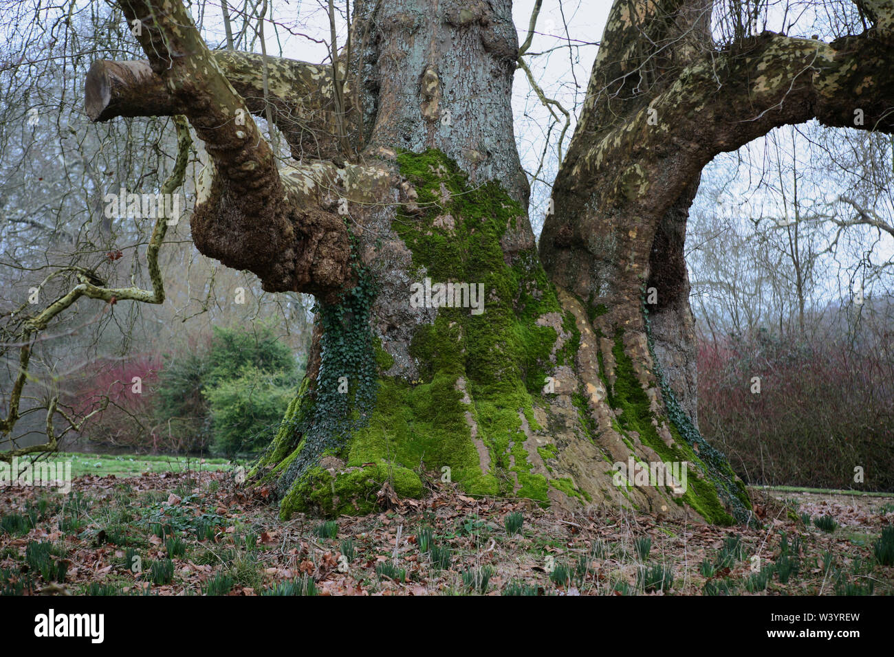 Oldest tree uk hi-res stock photography and images - Alamy