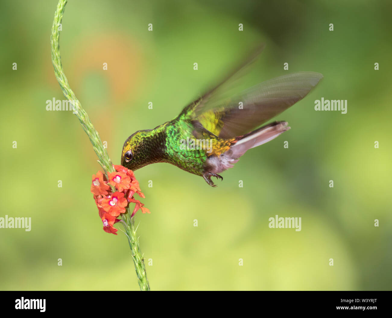 Heredia Costa Rica High Resolution Stock Photography and Images - Alamy