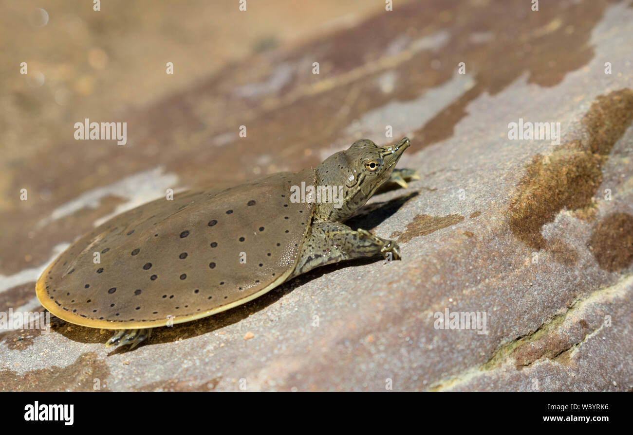 Shelled back hi-res stock photography and images - Alamy