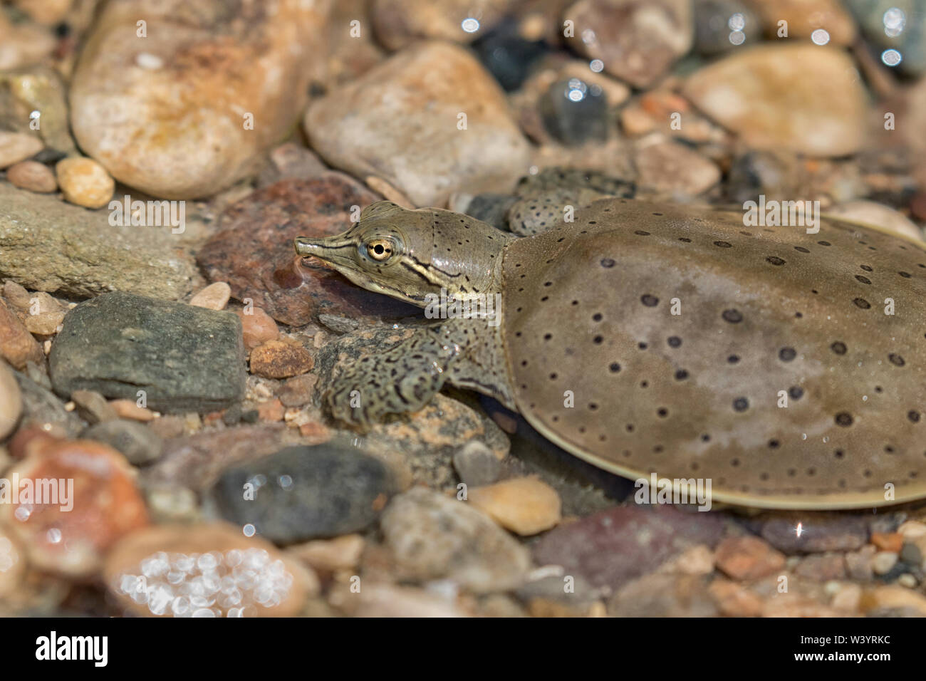 Hatchling spiny soft-shelled turtle (Apalone spinifera) over small river rocks, close up Stock ...