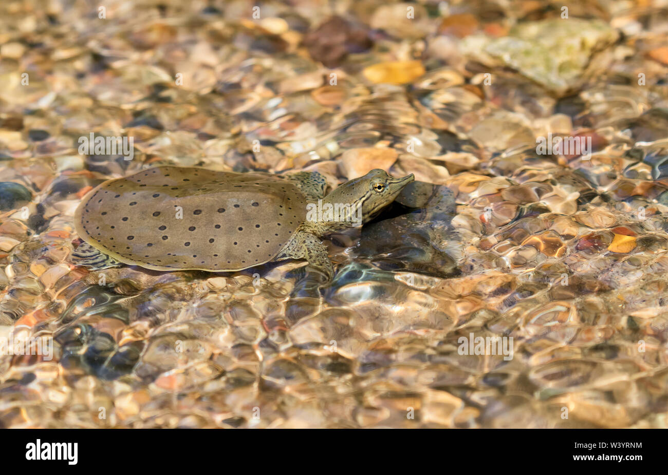 Spiny soft-shelled turtle (Apalone spinifera) swimming at Peas creek ...