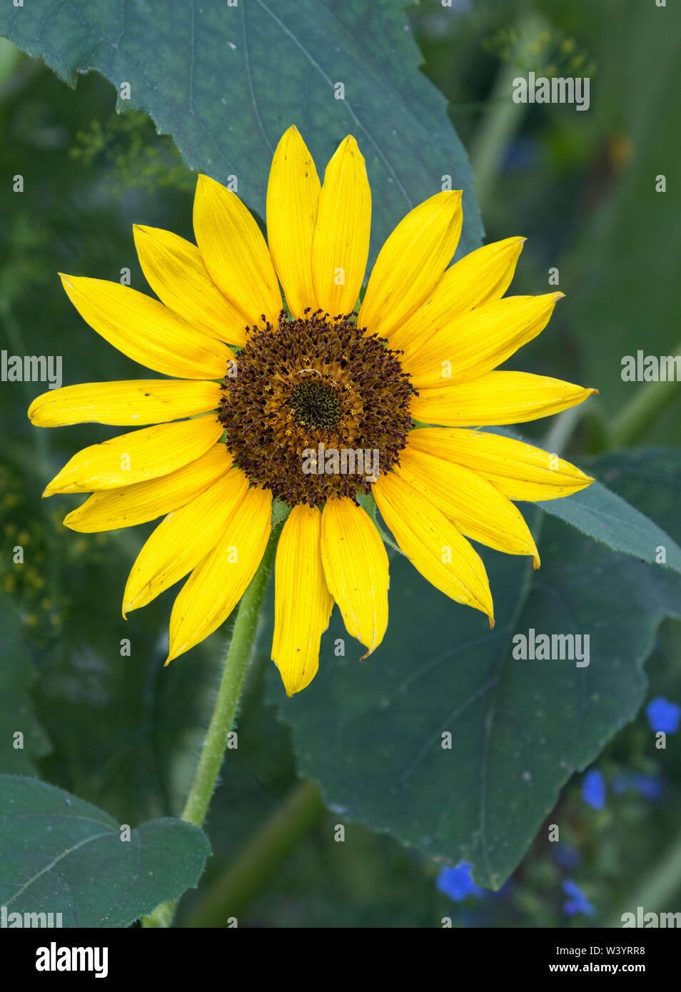 Iowa sunflower hi-res stock photography and images - Alamy