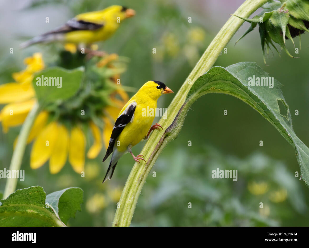 American goldfinches garden hi-res stock photography and images - Alamy