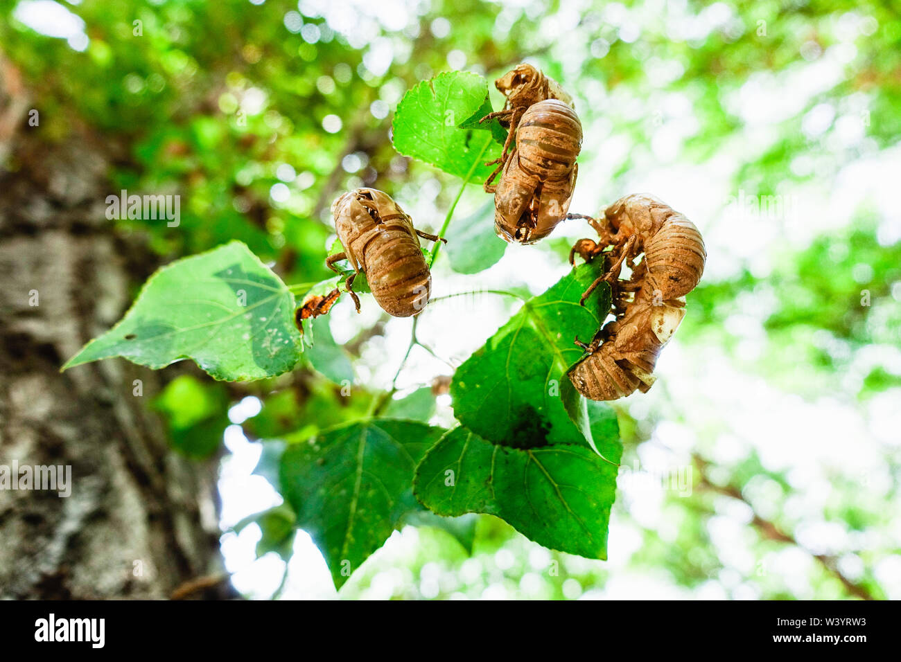 The cicadas, Cicadidae, change their skin when they reach maturity and ...