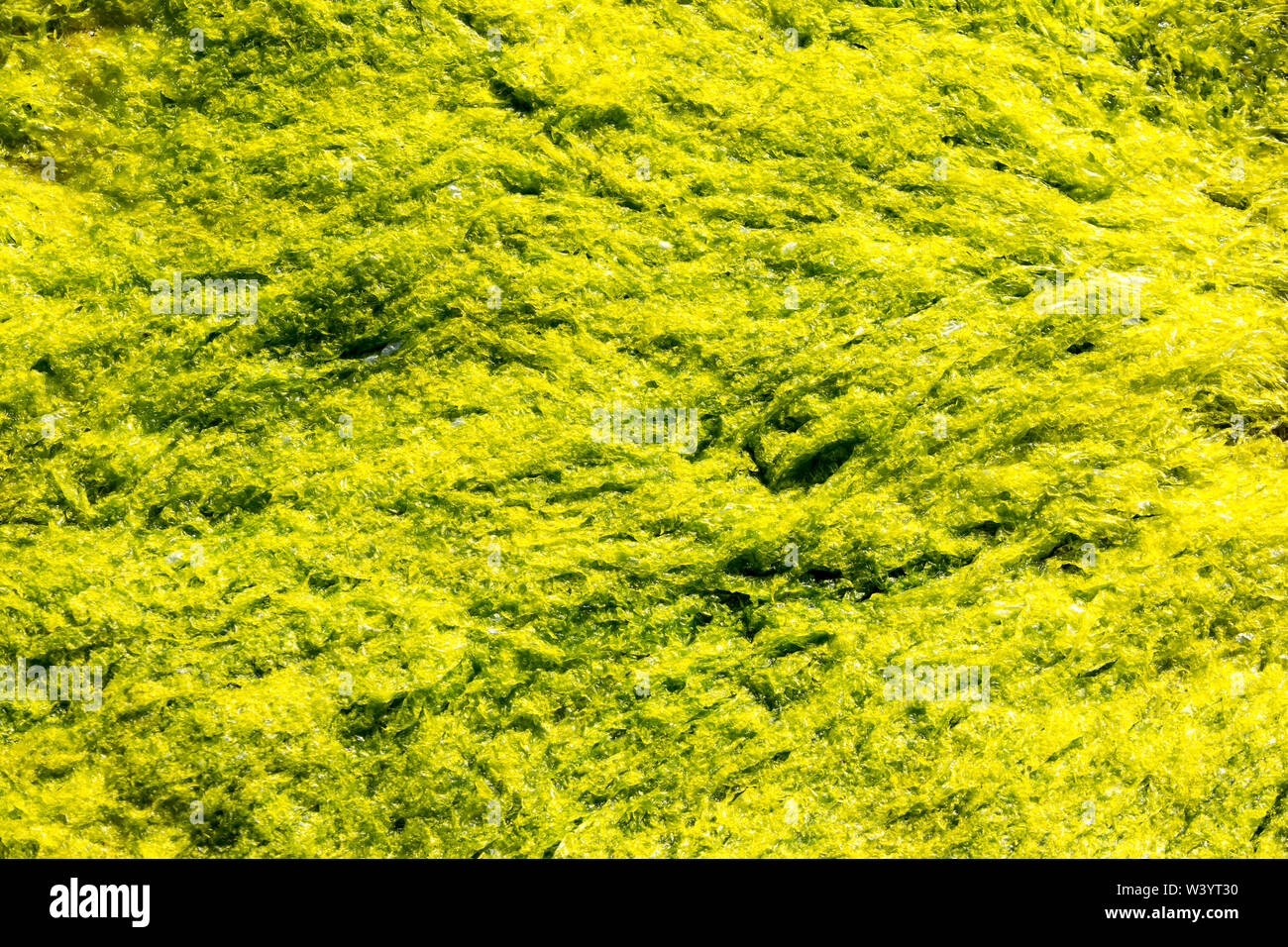 Seaweed at Sands of Evie, Orkney, Scotland, UK Stock Photo - Alamy