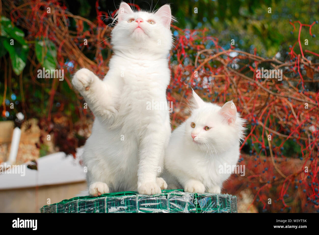 Tabby kittens playing outside hi-res stock photography and images - Alamy