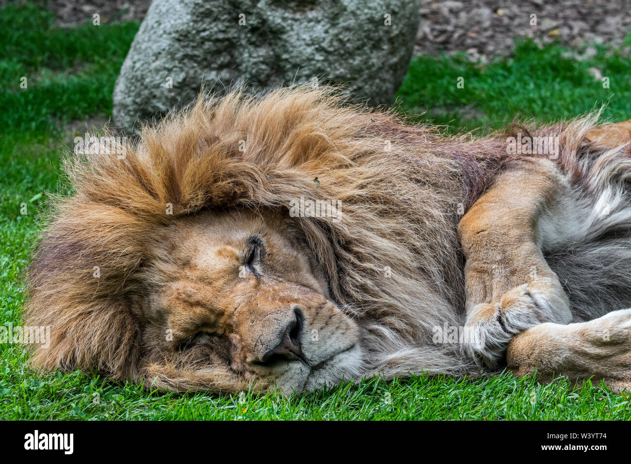 Close-up portrait of sleeping male African lion (Panthera leo Stock ...