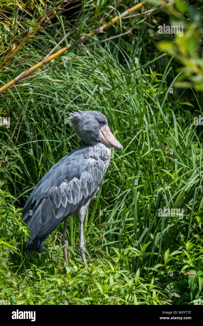 Shoebill / whalehead / shoe-billed stork (Balaeniceps rex) in marshland ...