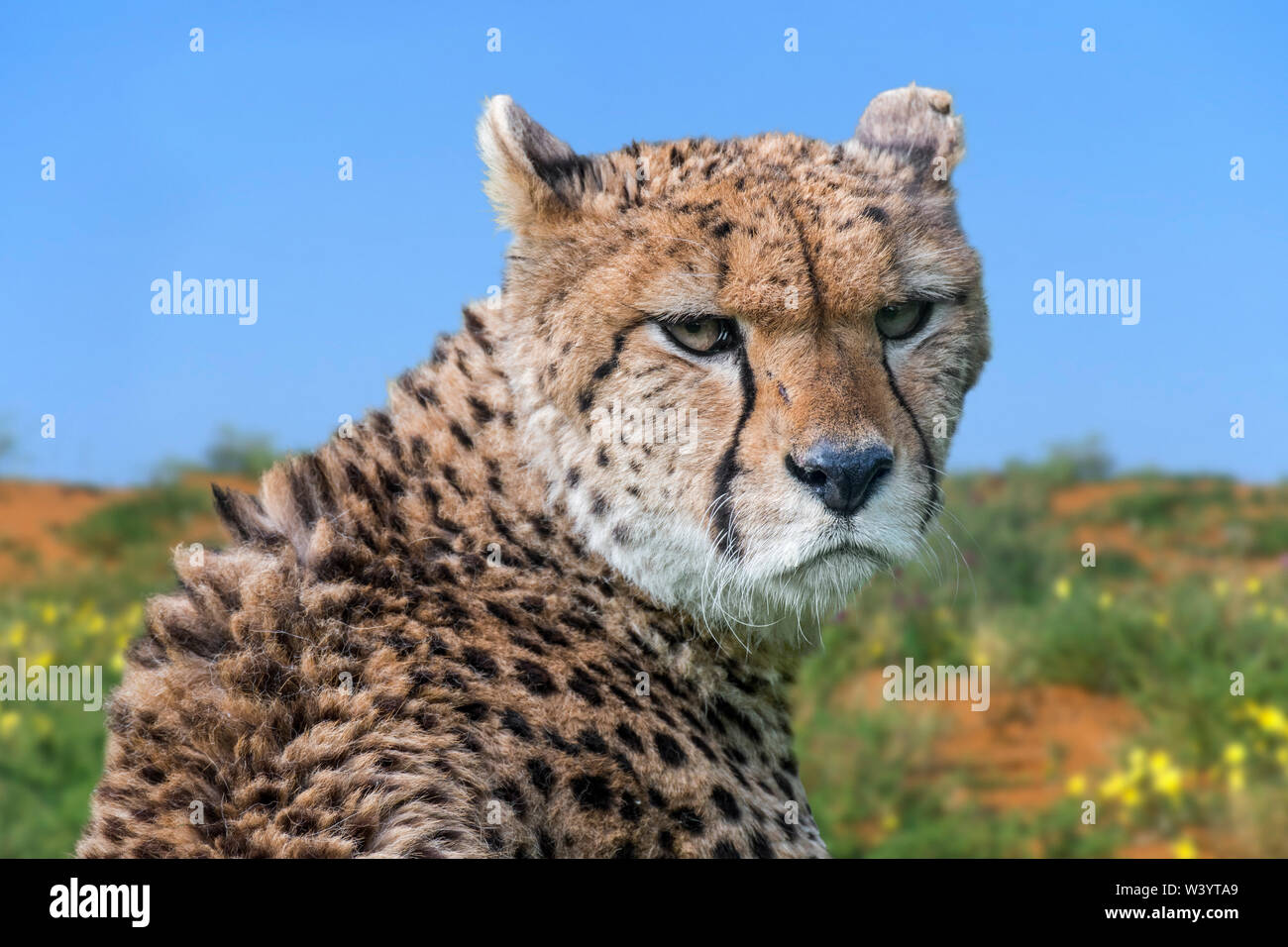 Northeast african cheetah hi-res stock photography and images - Alamy