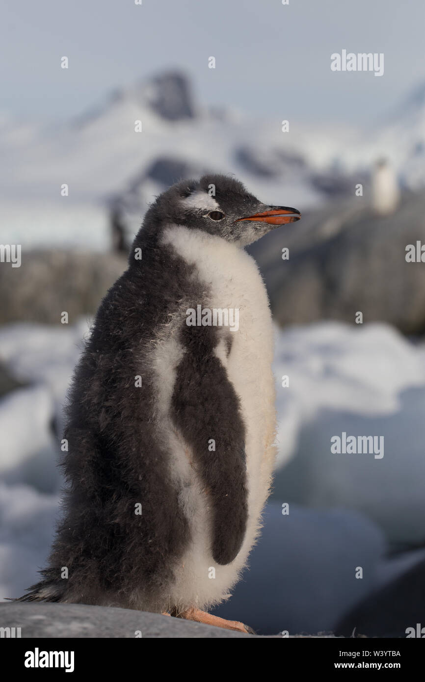 Gentoo penguin single. Penguin portrait in Antarctica on blur ...