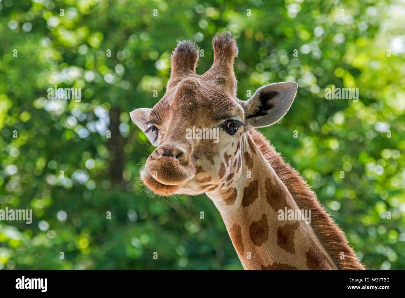 Kordofan giraffe (Giraffa camelopardalis antiquorum) close-up of head ...