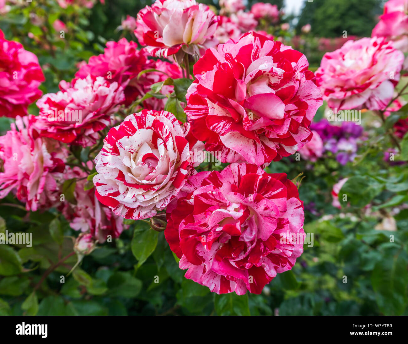Cluster of red roses hi-res stock photography and images - Alamy