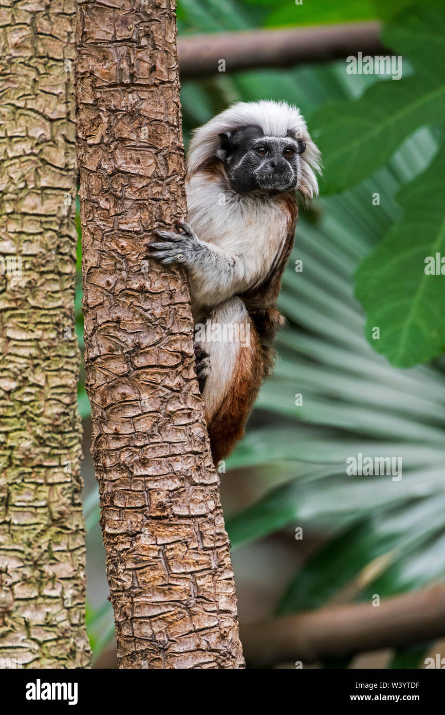 Cotton-top tamarin in the tropical forest of Colombia Stock Photo - Alamy