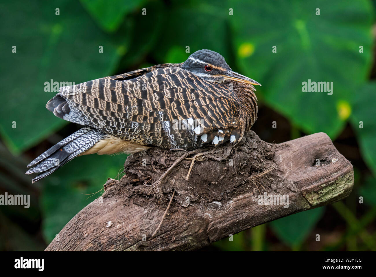 Sunbittern (Eurypyga helias / Ardea helias) breeding on nest, native to tropical regions of the ...
