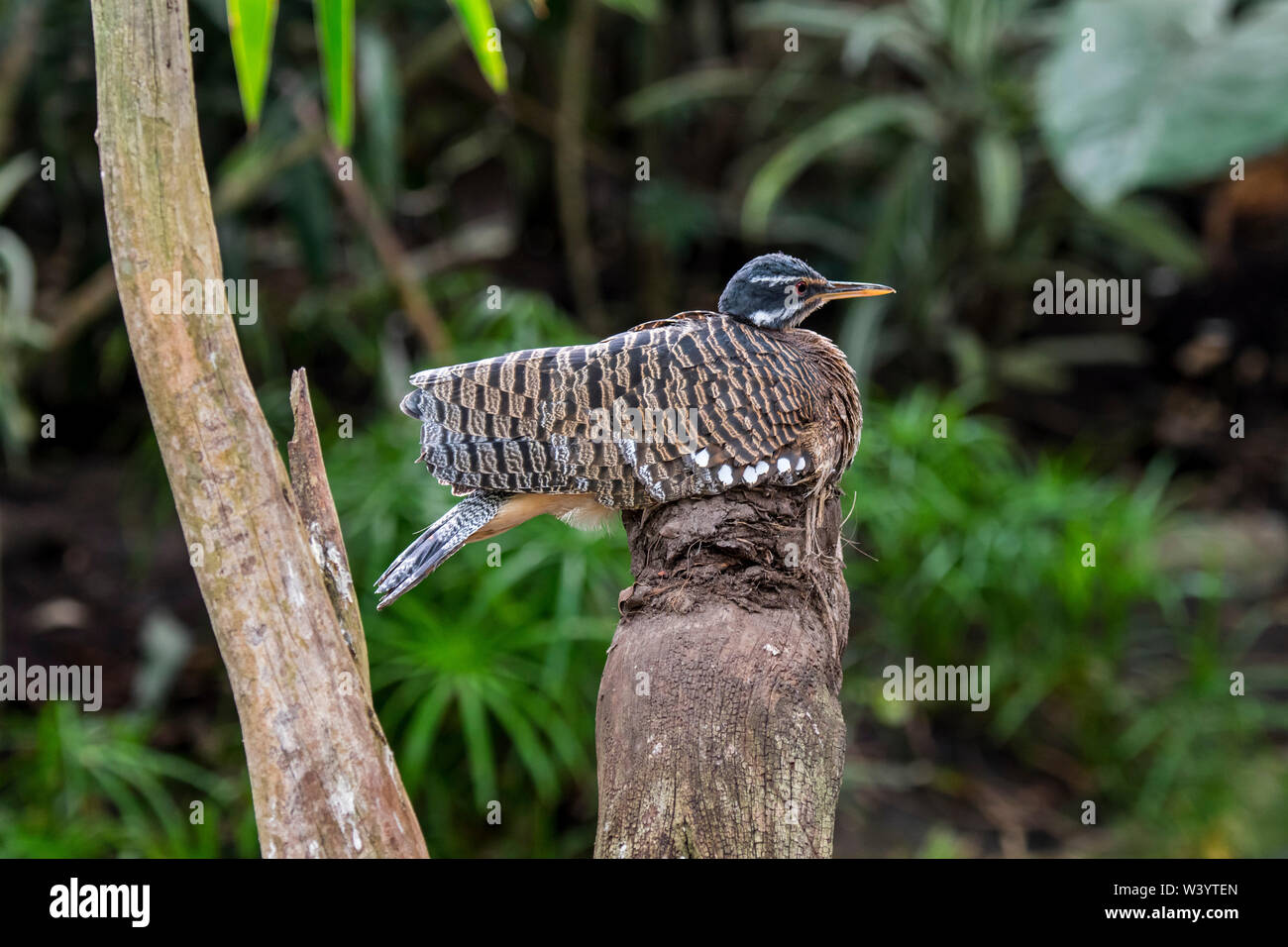 Sunbittern (Eurypyga helias / Ardea helias) breeding on nest, native to tropical regions of the ...
