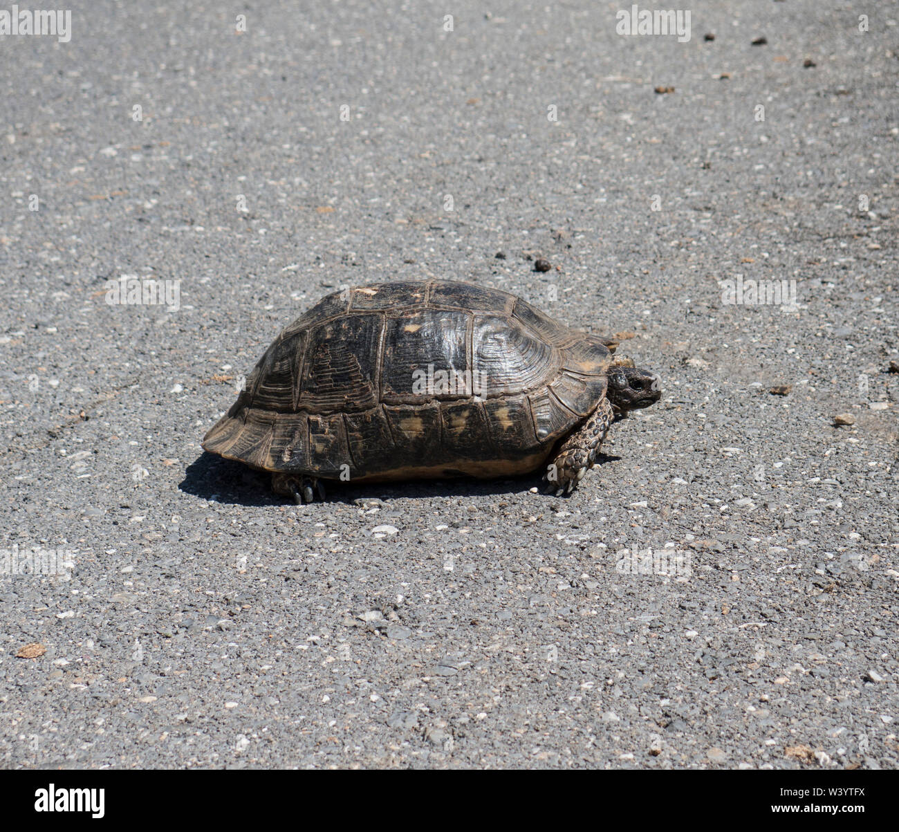 Turtle crossing hi-res stock photography and images - Alamy