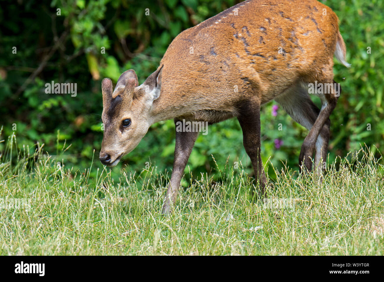 Indian hog deer (Hyelaphus porcinus) male with antlers covered in ...