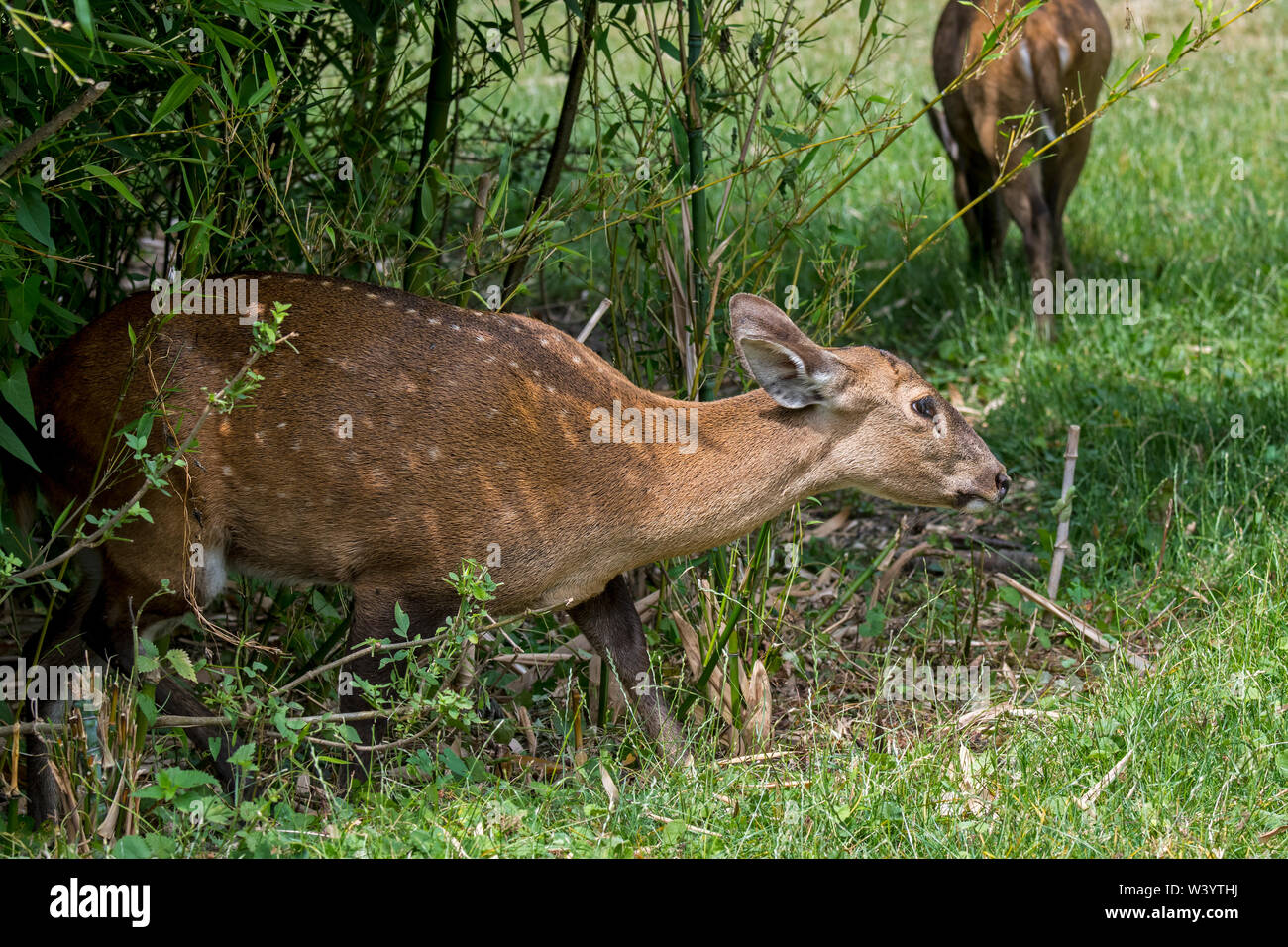Indian Hog Deer High Resolution Stock Photography and Images - Alamy