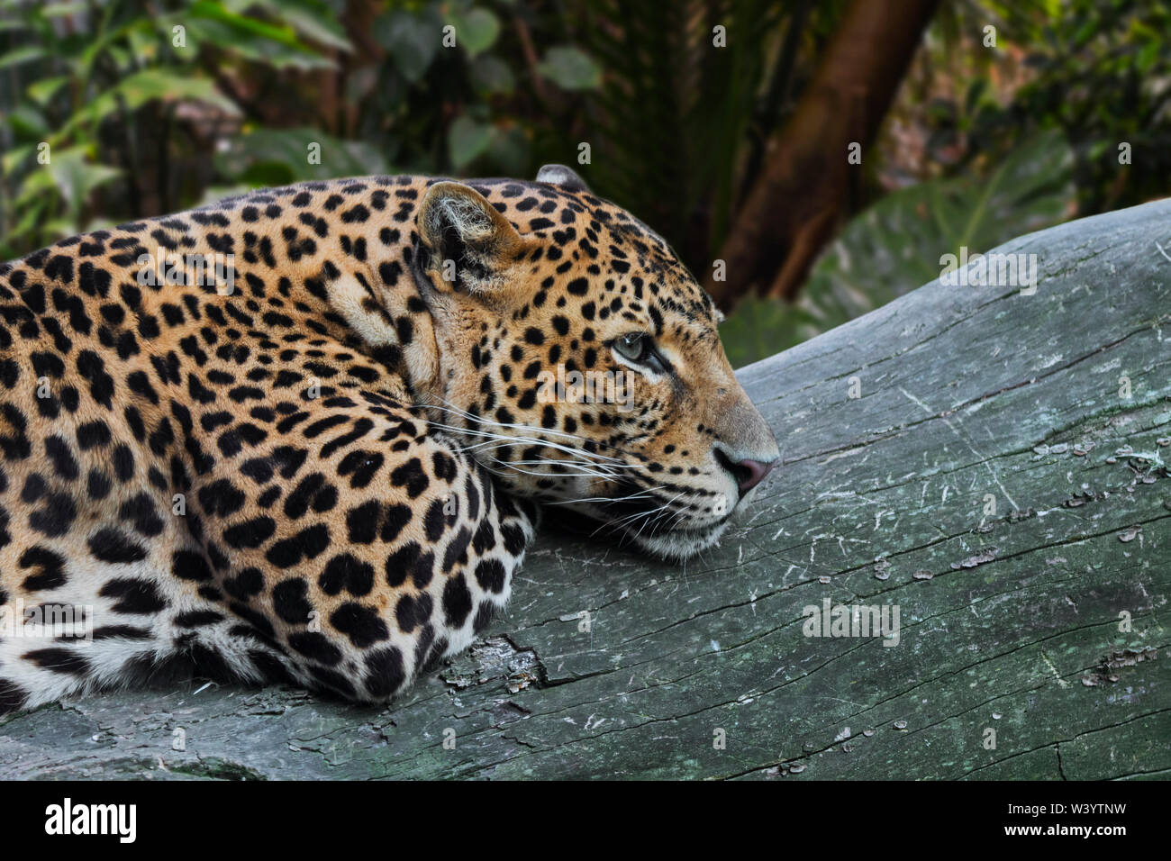 Javan leopard (Panthera pardus melas) resting on fallen tree trunk in tropical rainforest ...