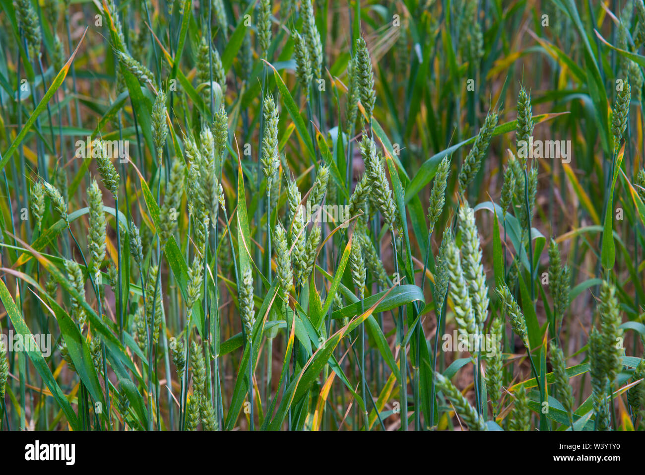 Green wheat ears Stock Photo - Alamy