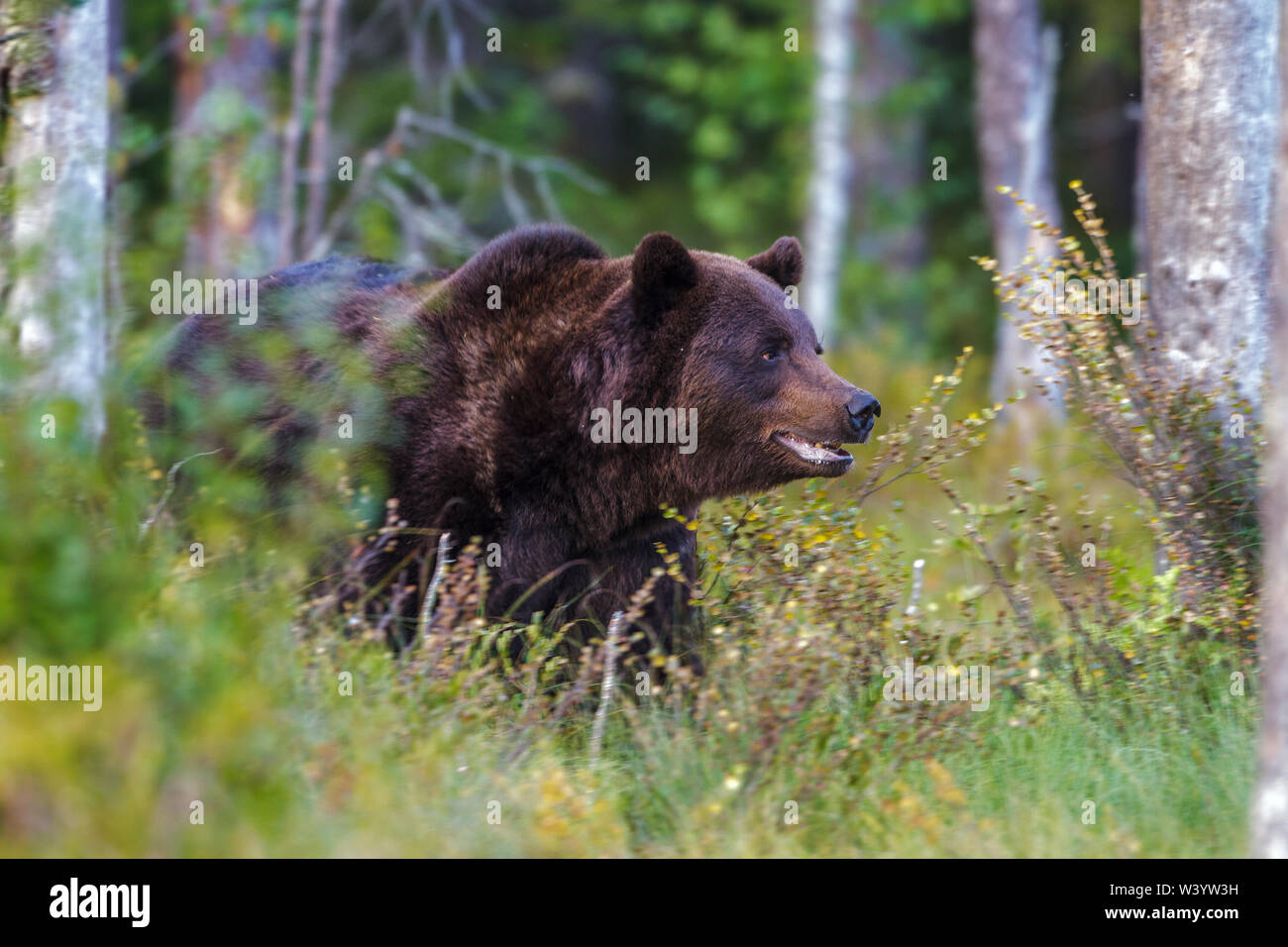 Brown bear, Braunbär (Ursus arctos Stock Photo - Alamy