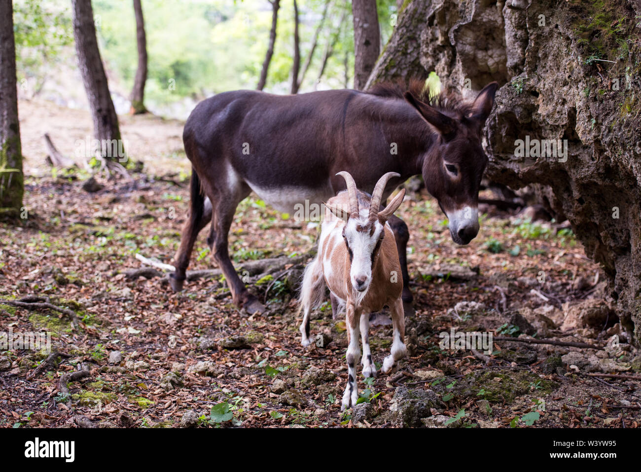 portrait of Donkey and goat in the woods Stock Photo - Alamy