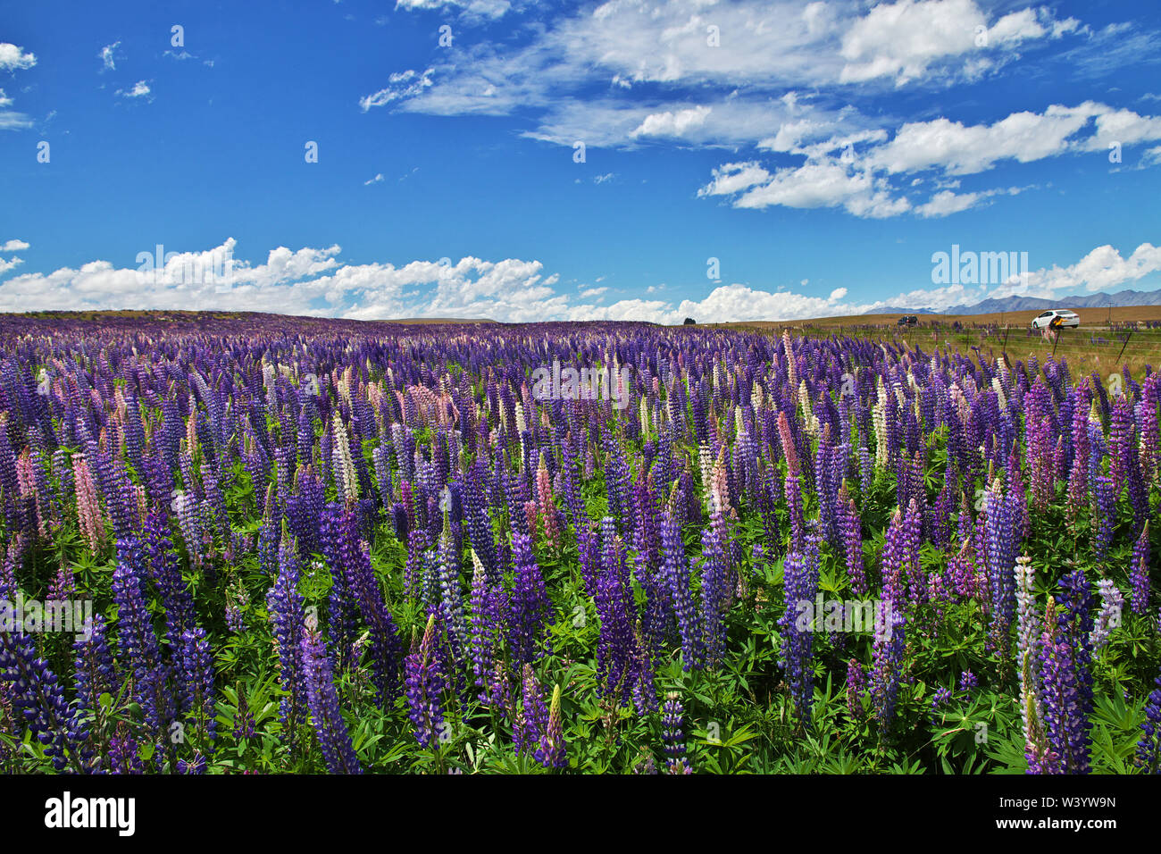 Nature of South island, New Zealand Stock Photo - Alamy