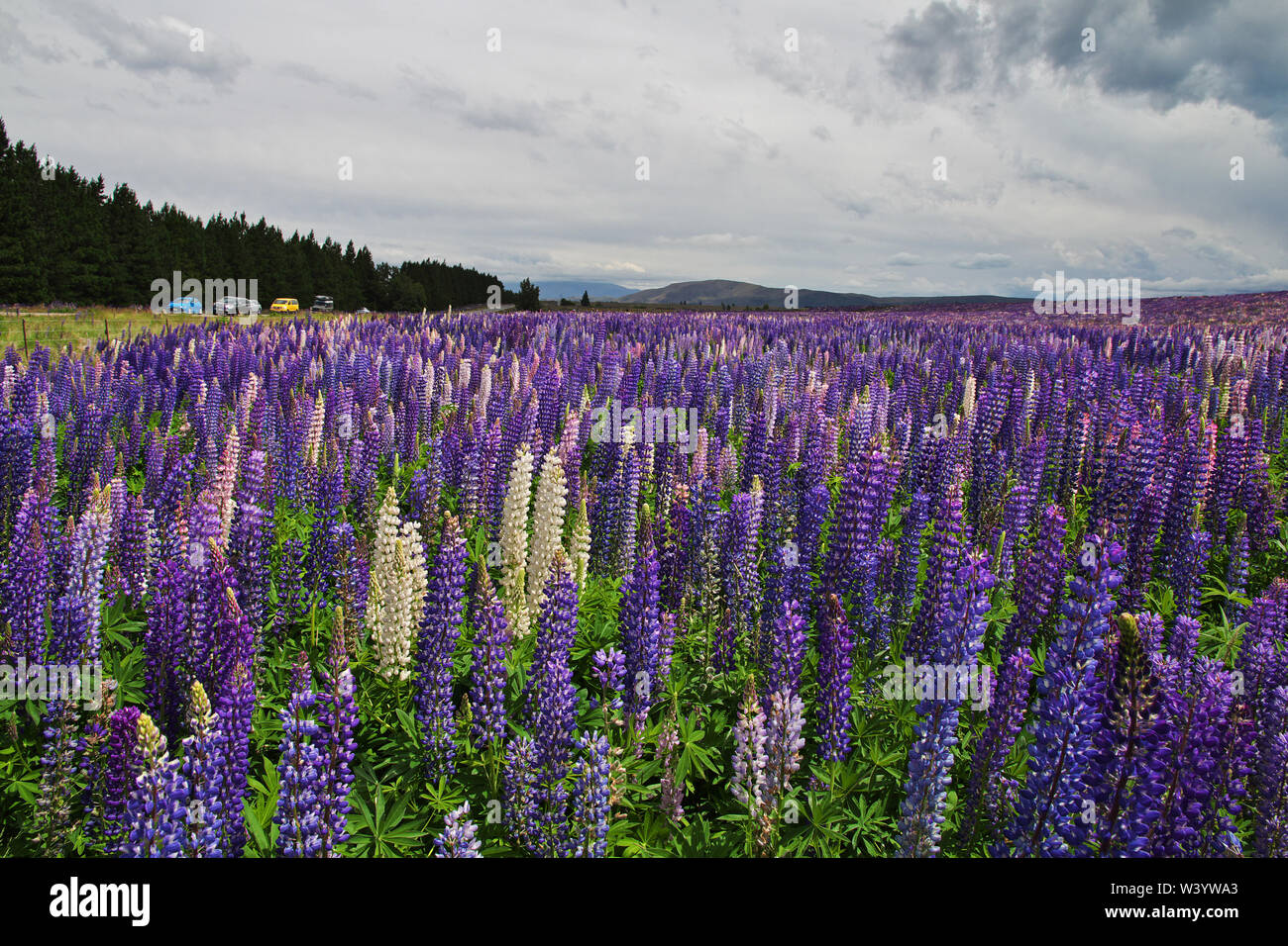 New Zealand Flower Field High Resolution Stock Photography and Images ...