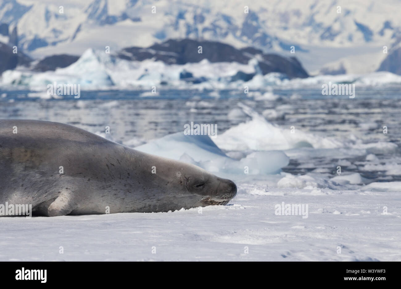 The crabeater seal Lobodon carcinophaga , also known as the krill-eater ...