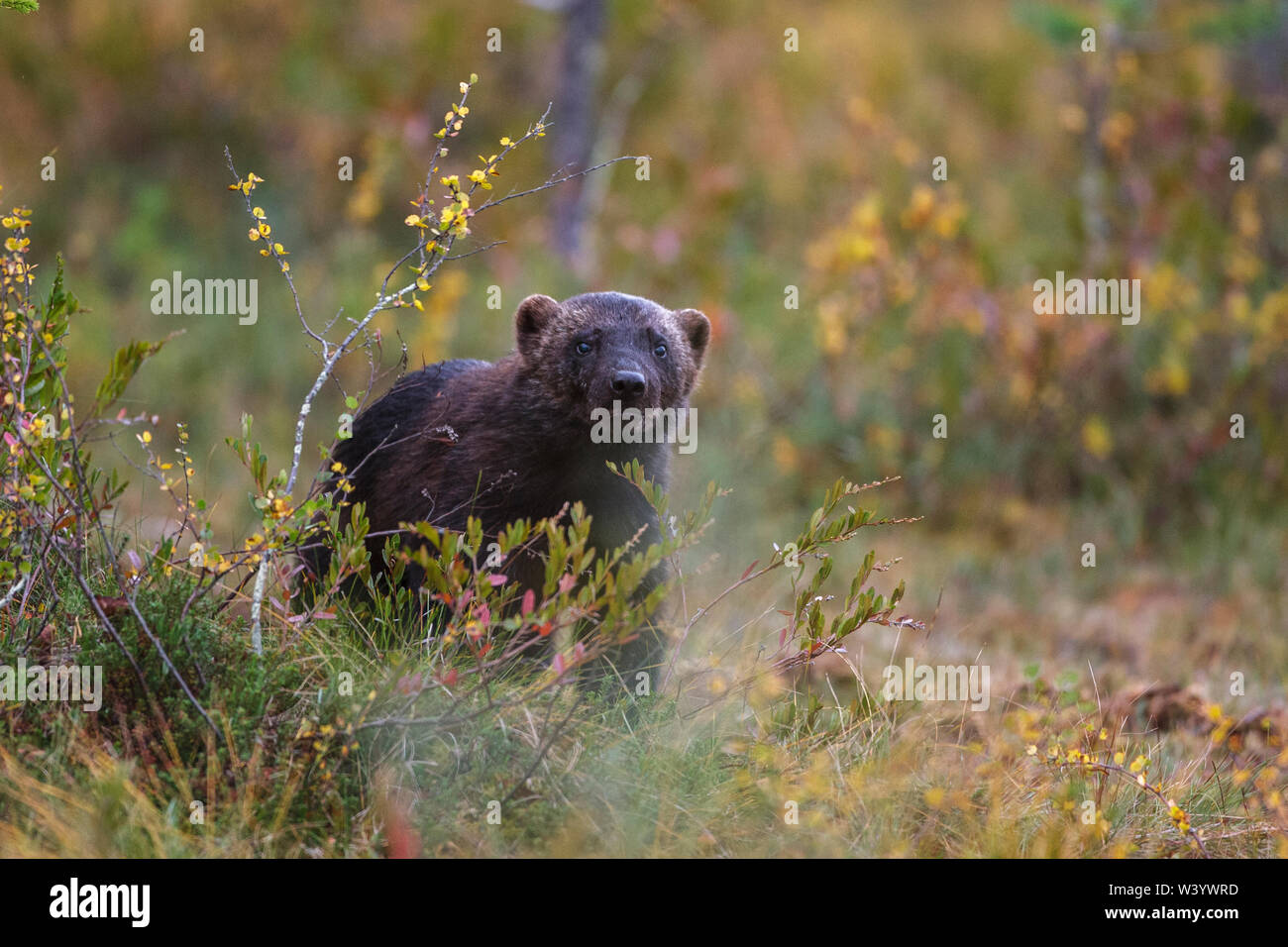 Wolverine animal with prey hi-res stock photography and images - Alamy