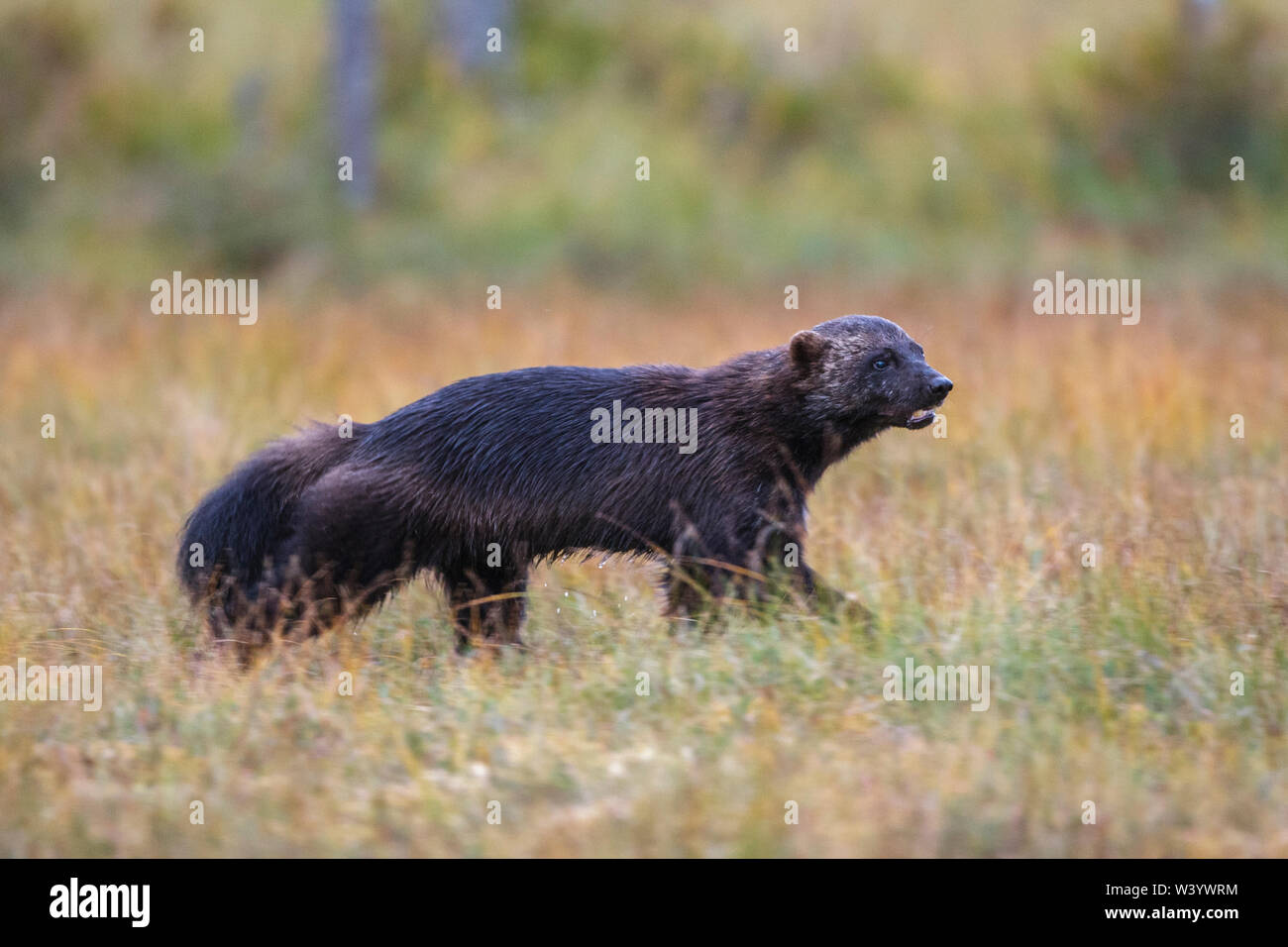 Wolverine animal with prey hi-res stock photography and images - Alamy