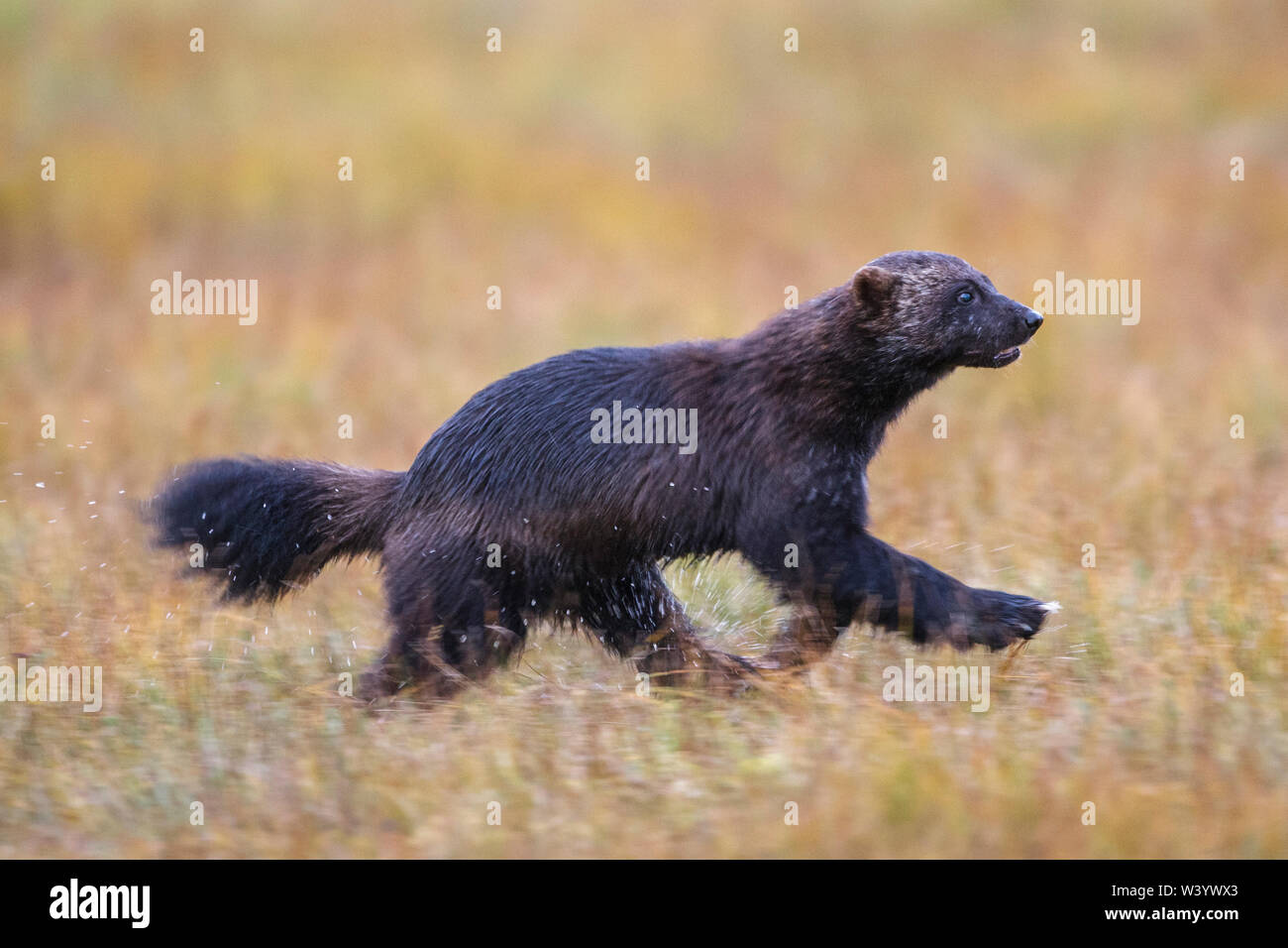 Wolverine animal with prey hi-res stock photography and images - Alamy