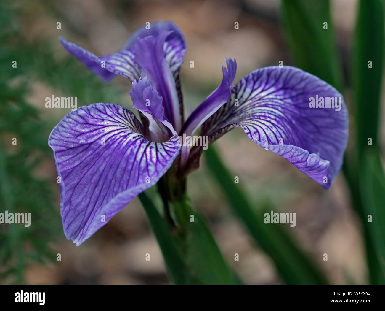 Iris Baby Blue Stock Photo - Alamy
