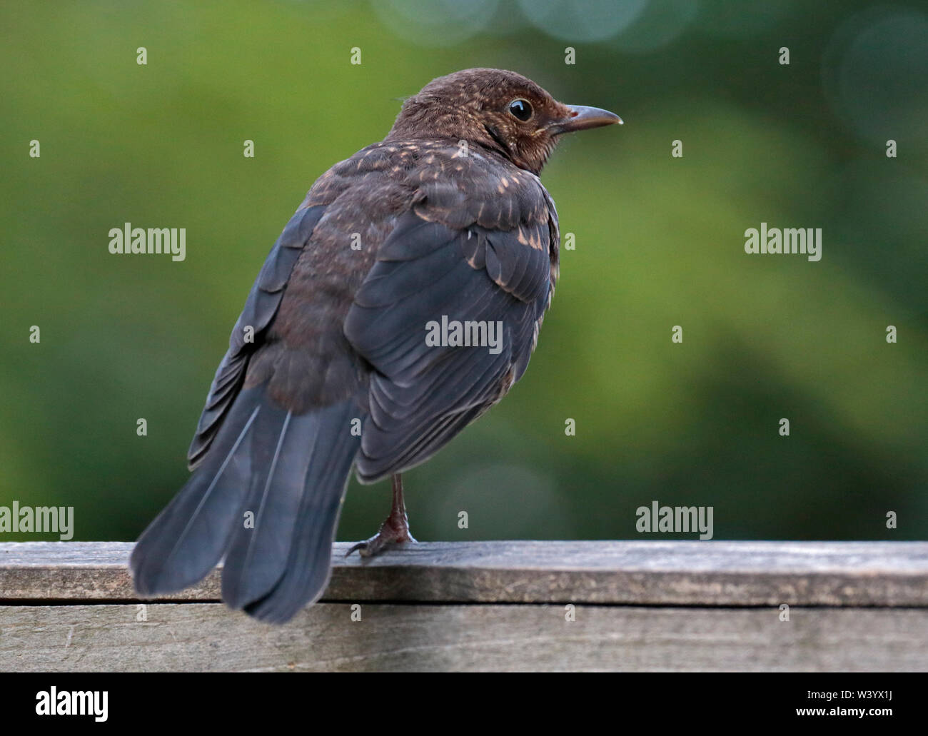 Baby Blackbirds High Resolution Stock Photography and Images - Alamy