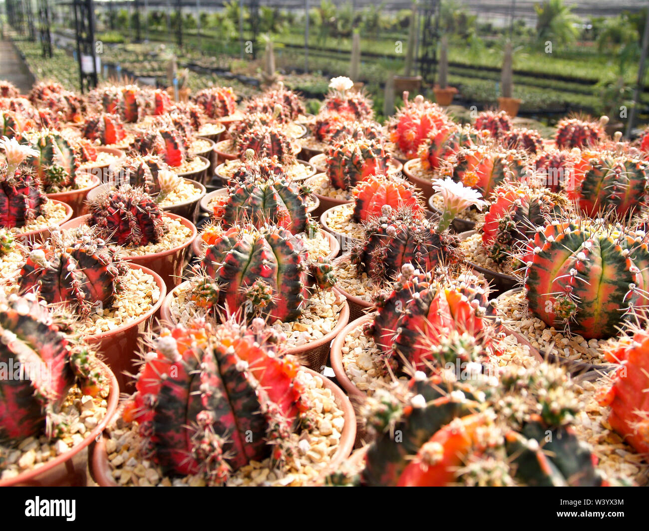 Red cactus in the garden Stock Photo - Alamy