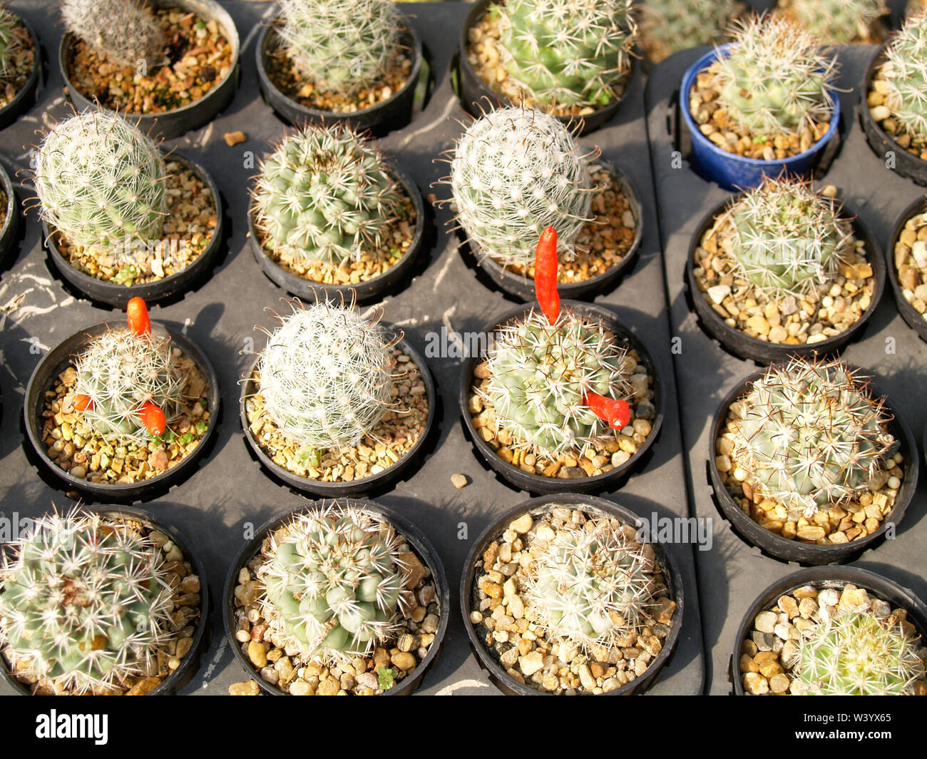 Many cactus hi-res stock photography and images - Alamy