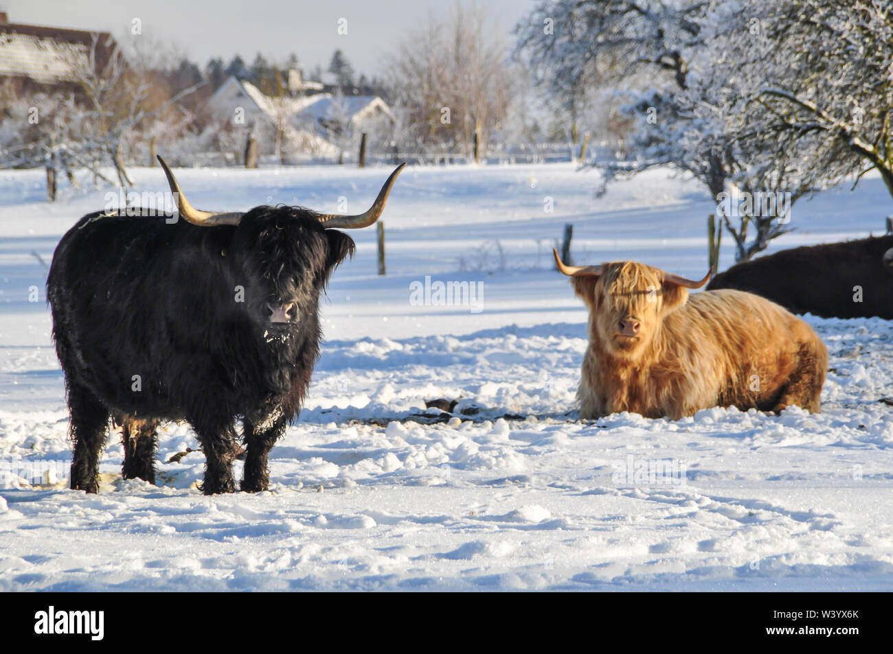 Highland cattle longhorn hi-res stock photography and images - Alamy