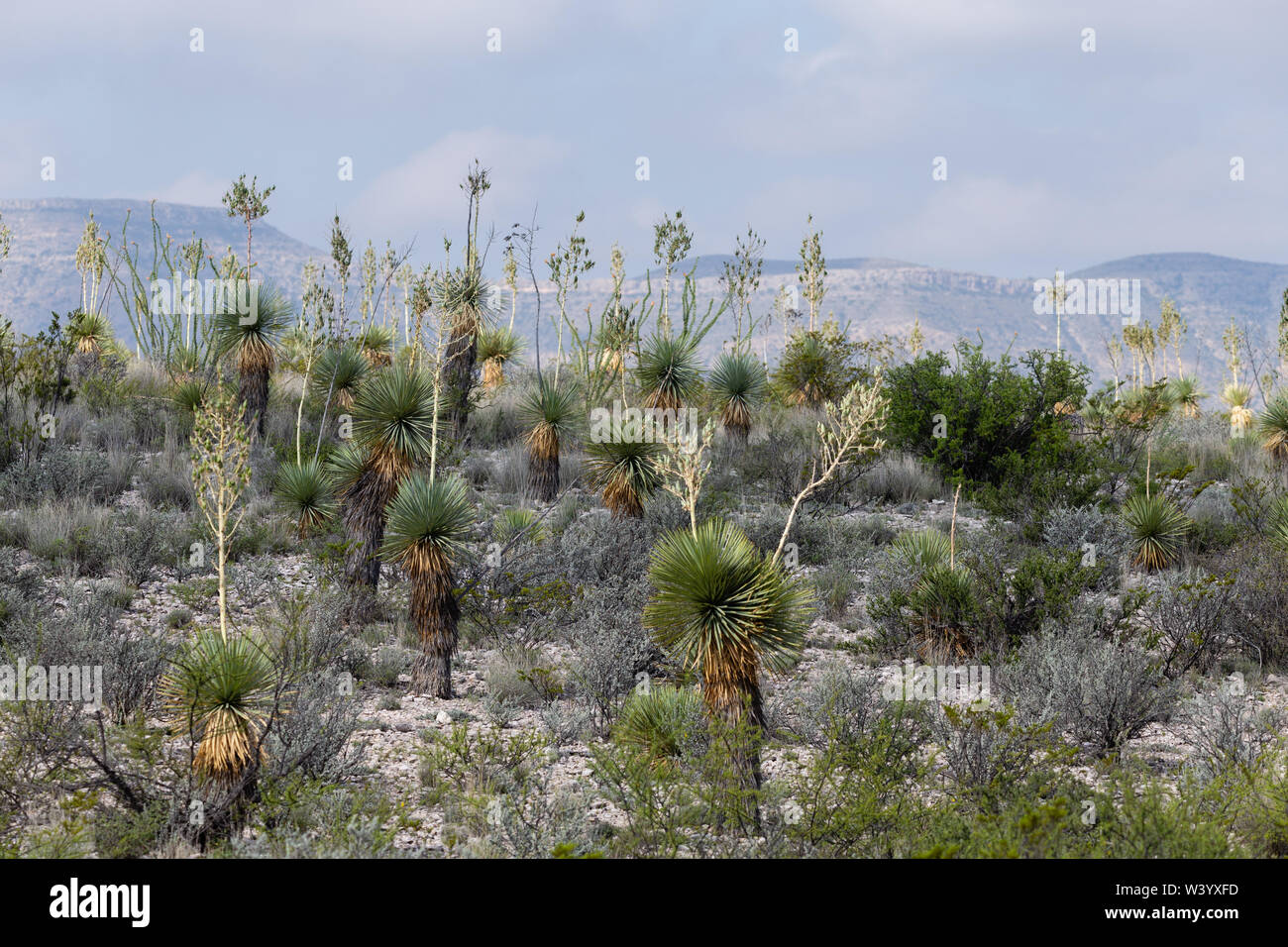 Yucca display poor fruit set in the summer of 2019 Stock Photo - Alamy