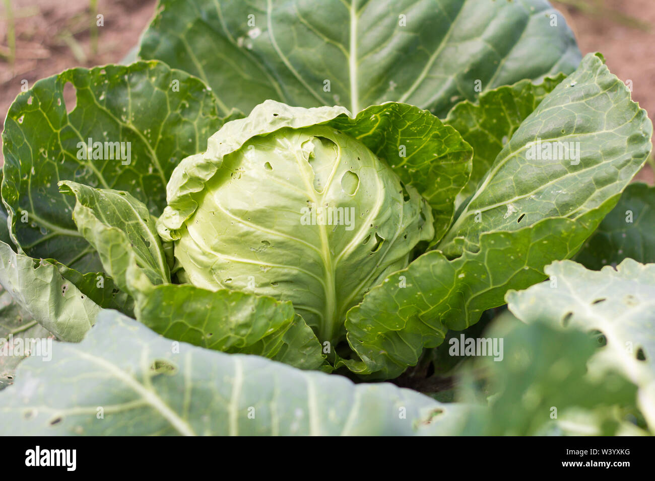 white cabbage growing in the garden,close-up Stock Photo - Alamy